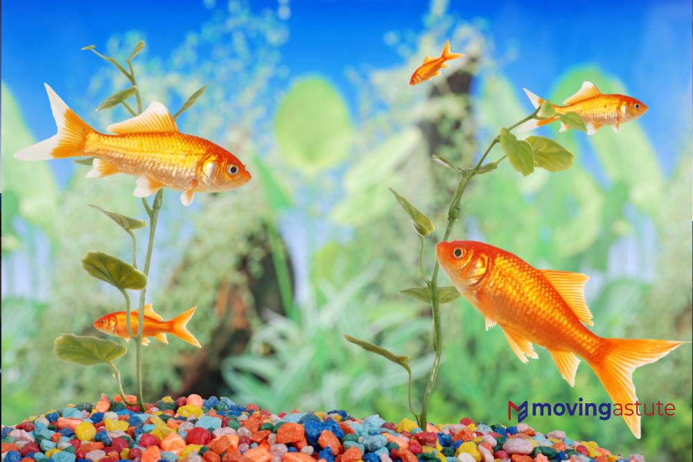 Steps to Safely Moving a Fish Tank - Moving Astute